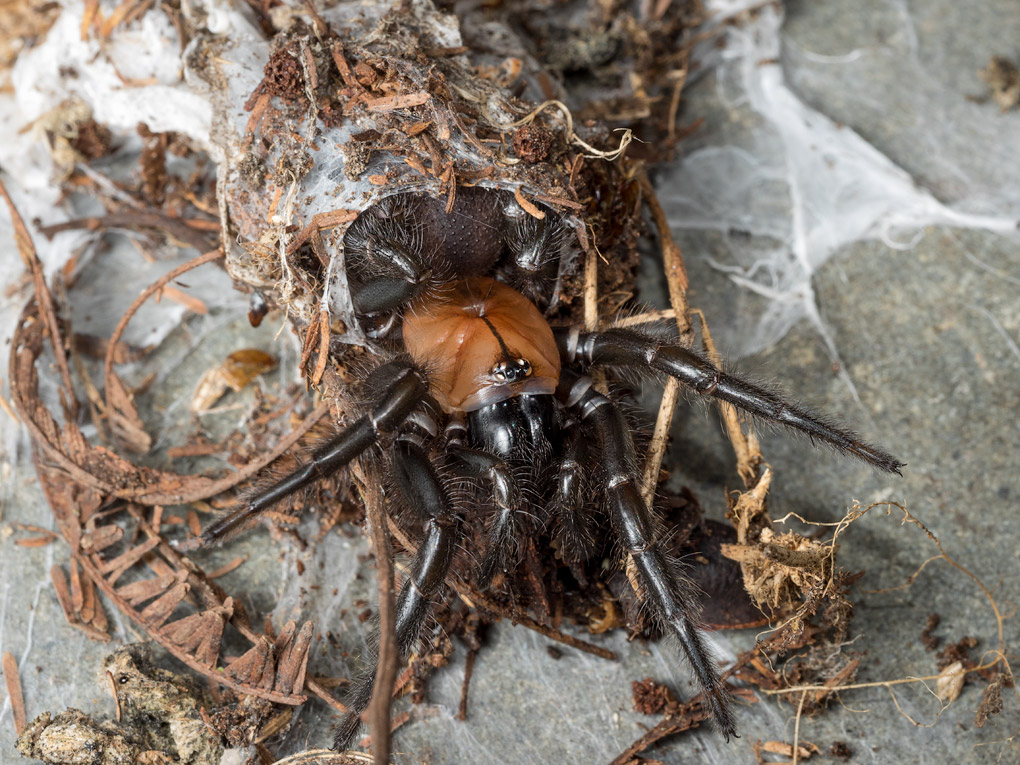 The Ruins of the Moment: Black tunnelweb spider — Photos by Pete McGregor